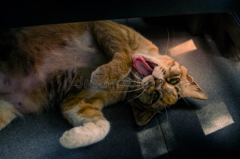 The Mischievous Smile of a Lying Cat Stock Image - Image of kitten ...