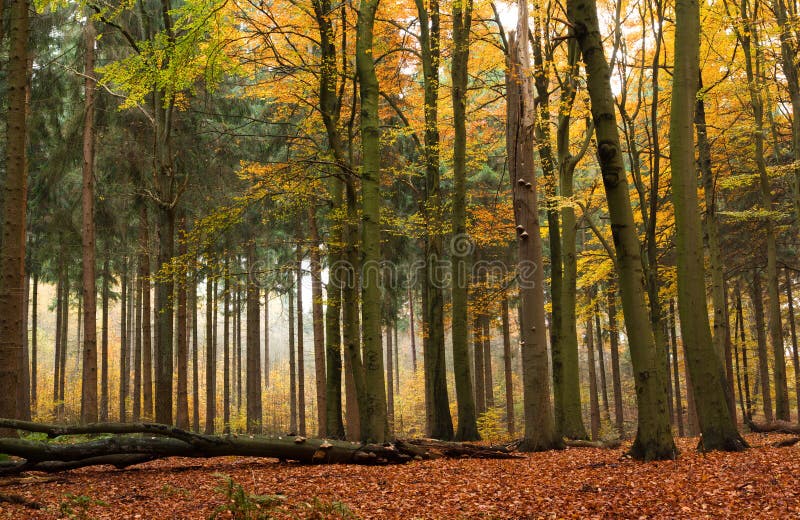 Mischwald im Herbst stockfoto. Bild von herbst, deutschland - 16782440