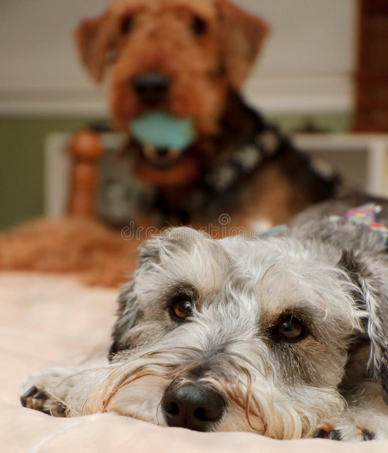 Lovely dogs stock image. Image of expression, friend, adorable - 4893815