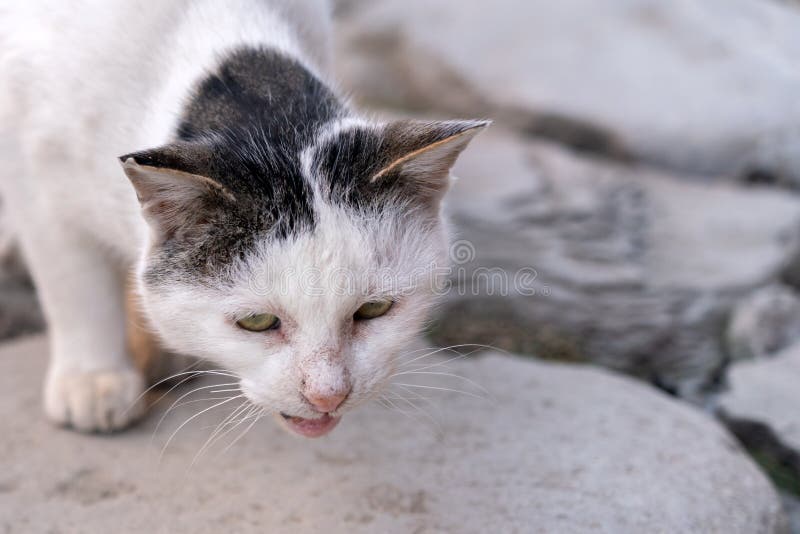 Miserable Stray Street Cat in the City Stock Image - Image of fluffy ...