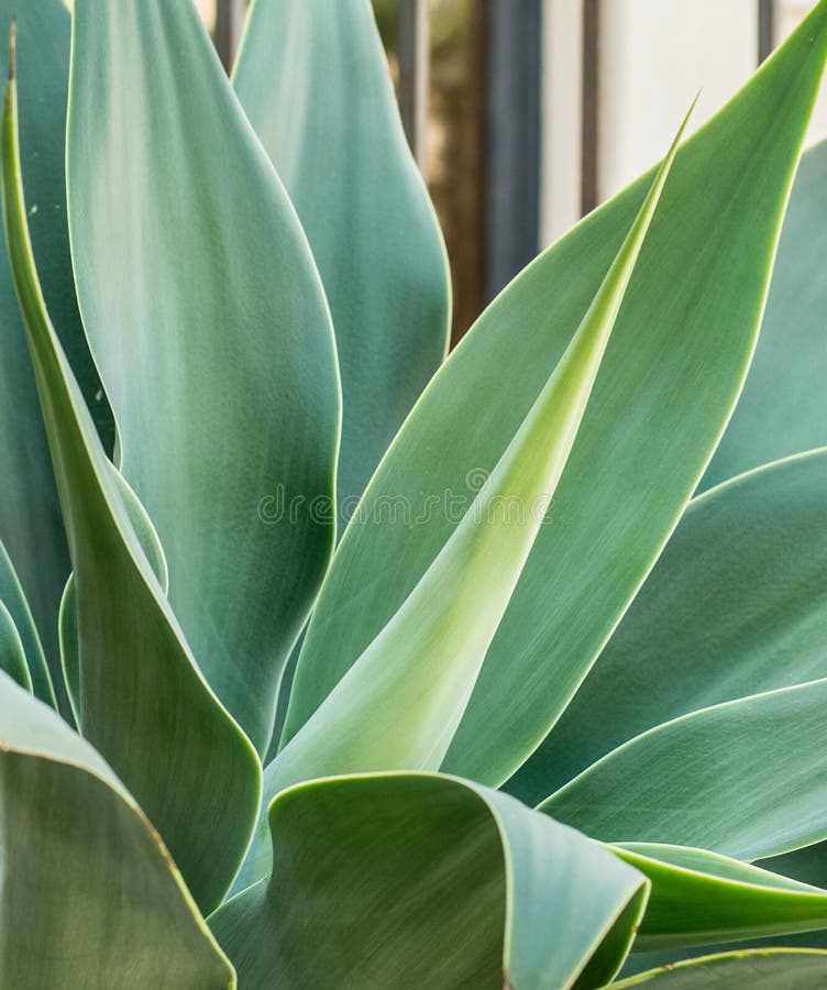 Green big agave plant stock photo. Image of spot, hang - 165440026