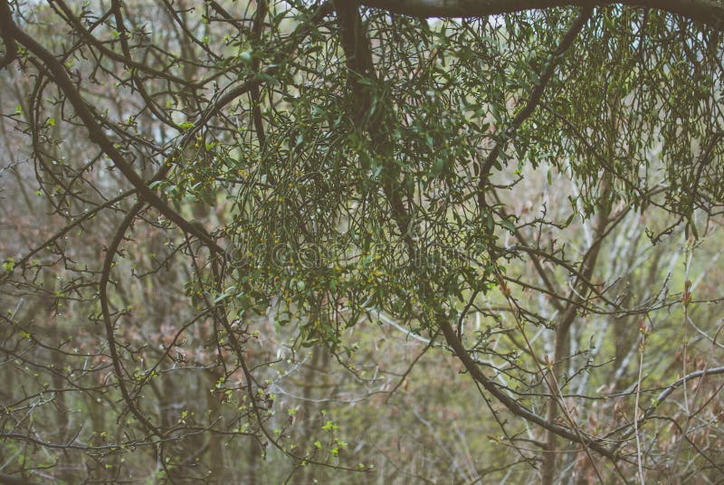 Misletoe Growing on the Branches of the Tree Stock Image - Image of ...