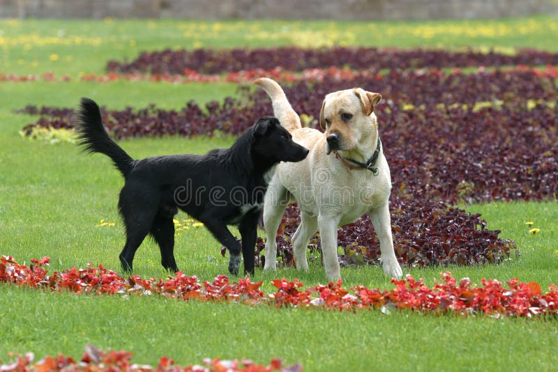 Mismatch stock photo. Image of labrador, active, portrait - 2025108