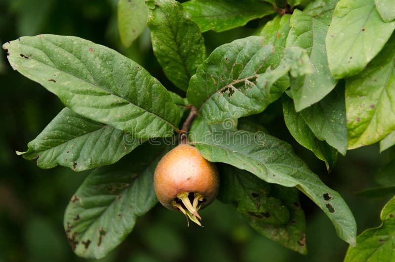 Mispel Onder Bladeren Op De Boom Stock Afbeelding - Image of smakelijk ...
