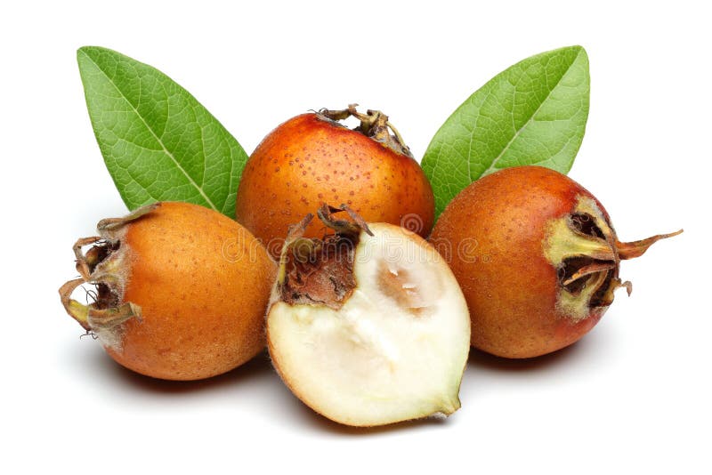 Mispel Onder Bladeren Op De Boom Stock Afbeelding - Image of smakelijk ...