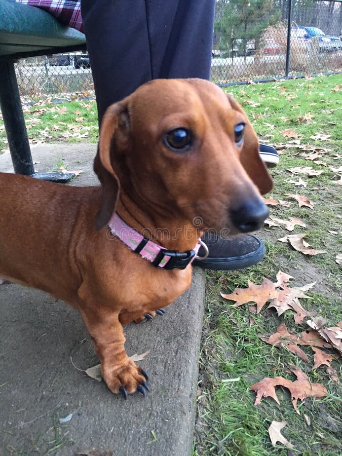 Miss stock photo. Image of mydog, dacshund, love, family - 70677644