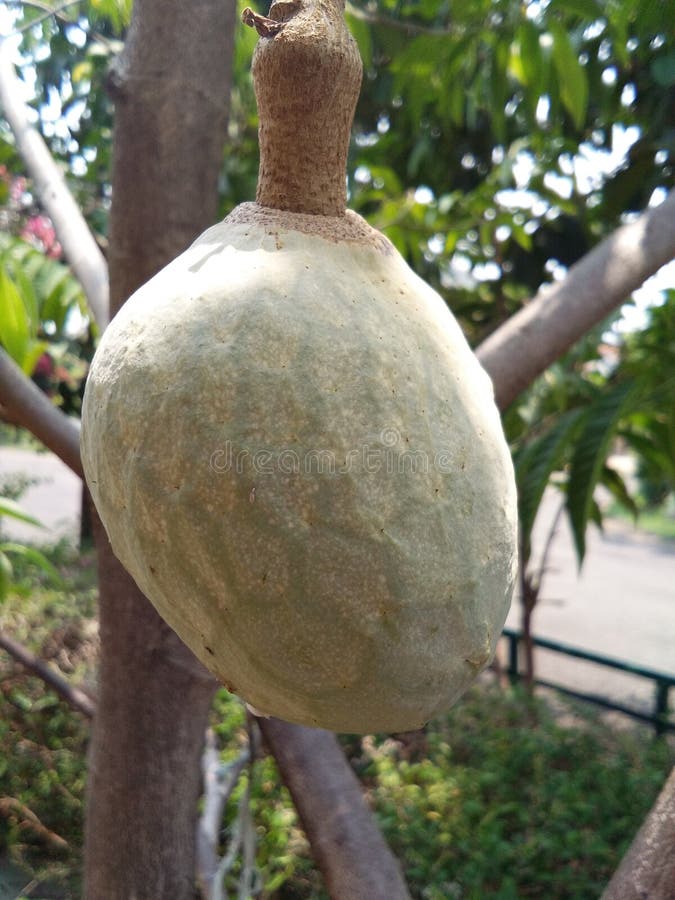 Miss fruit, rare fruit stock photo. Image of tropical - 130510584