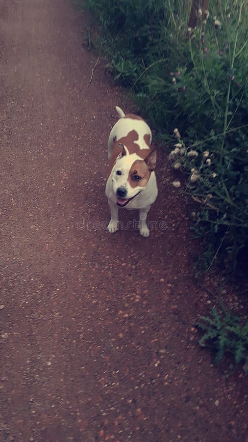Miss Mika Gping for a Stroll Stock Image - Image of terrier, miss ...