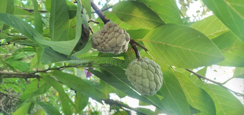 Miss& X27;s Fruit Grows Up Stock Photo - Image of sweet, grows: 290882728