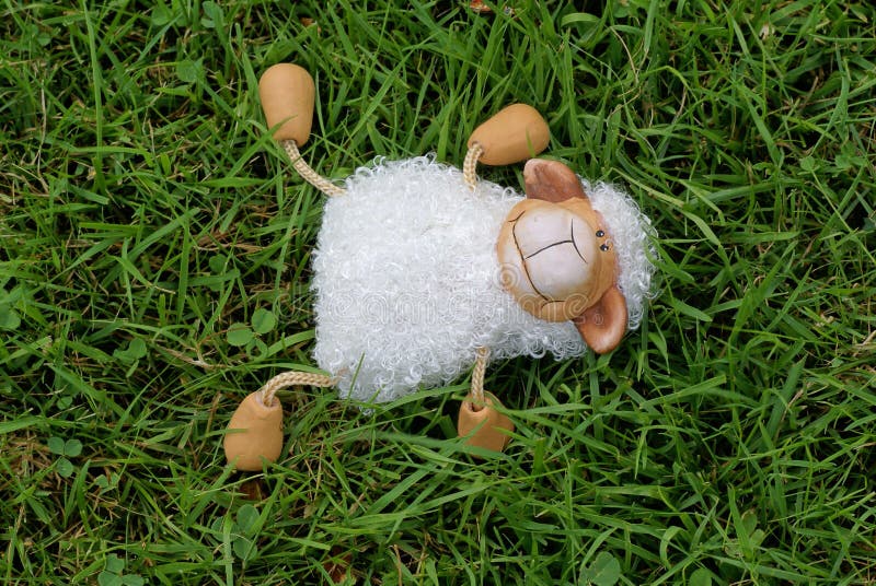 Miss sheep. stock photo. Image of ears, cute, hoof, nose - 2842164