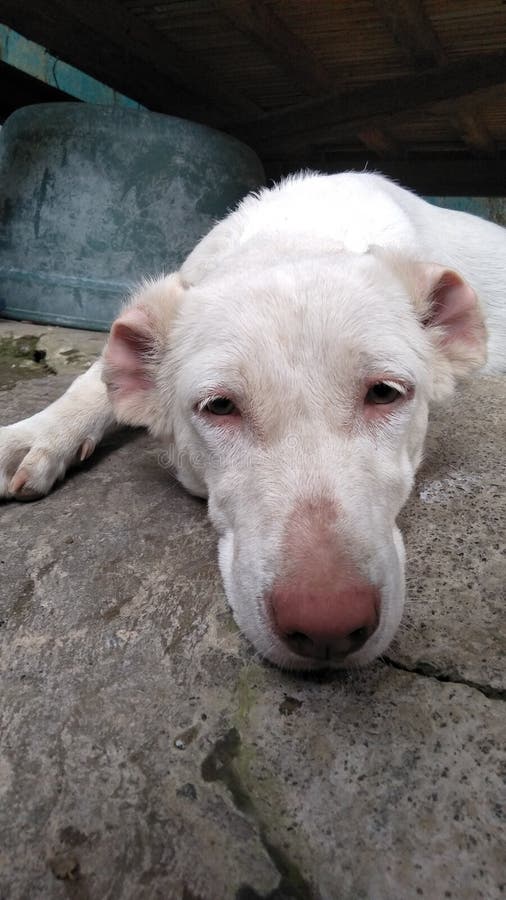 Just Need Someone To Play with Me.. Stock Image - Image of mammal ...