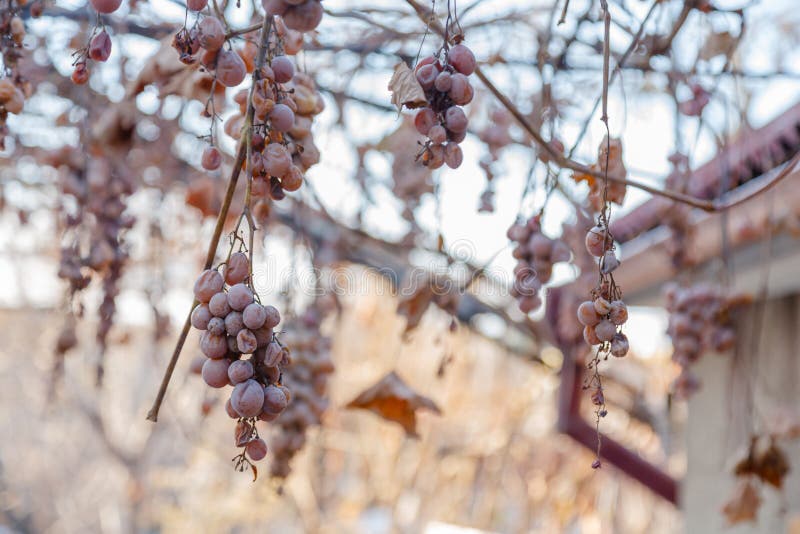 The Missing Grape Harvest. a Bunch of Missing Grapes on a Branch. Stock ...