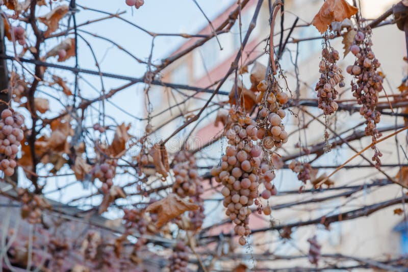 The Missing Grape Harvest. a Bunch of Missing Grapes on a Branch. Stock ...