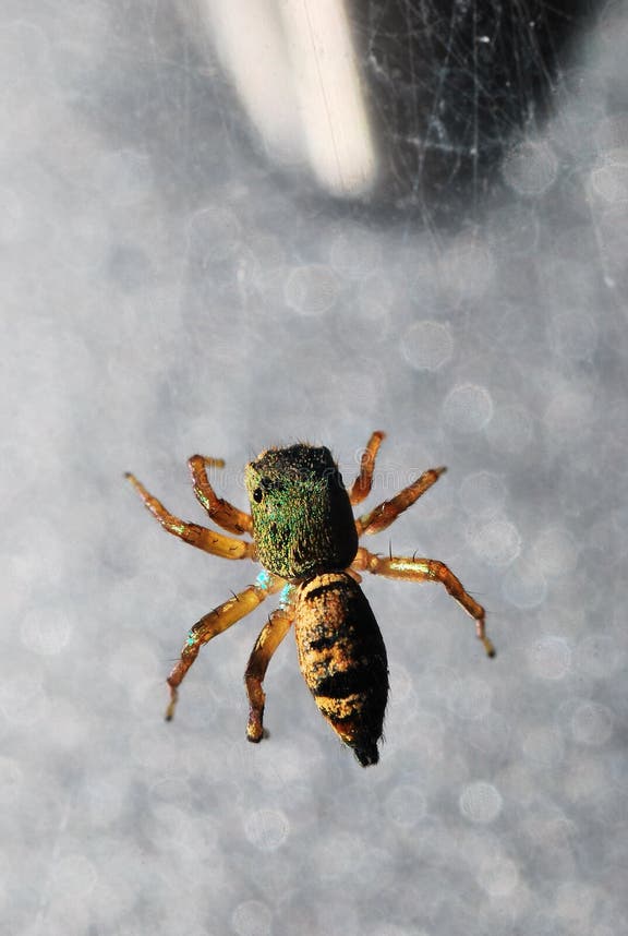 A Jumper Spider Macro Micro Missing One Rearmost Leg Stock Photo ...