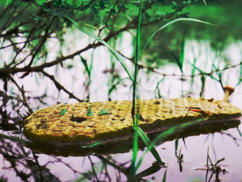 Missing People Concept with Nature Background Stock Image - Image of ...