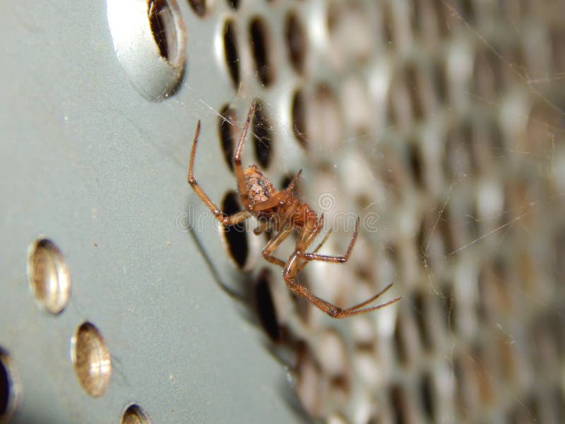 Missing Sector Orb Web Spider Close-up Stock Image - Image of macro ...
