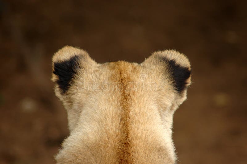 Rear View Portraits Stock Photos - Free & Royalty-Free Stock Photos ...