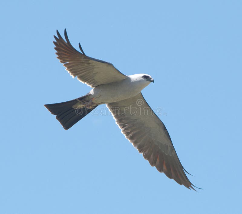 Soaring High stock image. Image of isolated, beak, hunting - 53191533