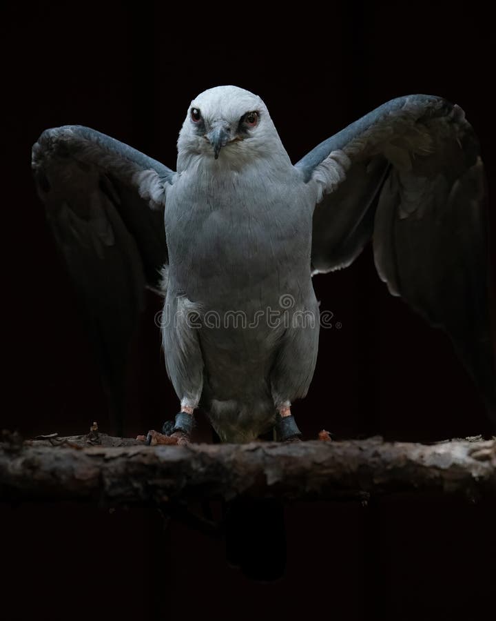 Mississippi Kite Wing Flap stock image. Image of prey - 258534787
