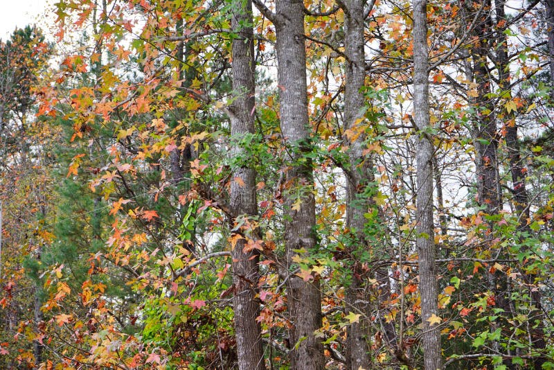 Mississippi National Forest Fall Stock Photo - Image of country, forest ...