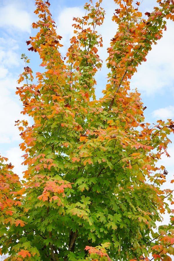 Mississippi National Forest Fall Stock Image - Image of state, public ...