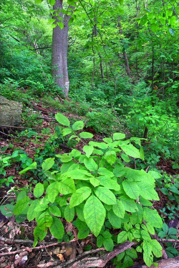 Mississippi Palisades Forest Stock Image - Image of botany, leaf: 24800273
