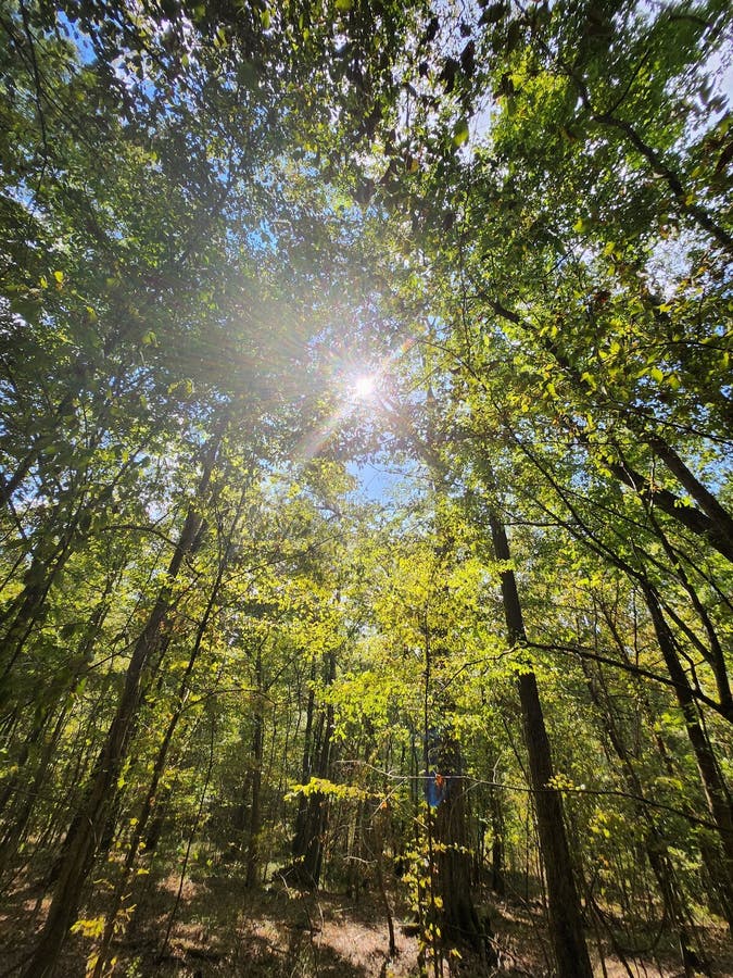 Mississippi Trees Cape in July Stock Photo - Image of cape, trees ...