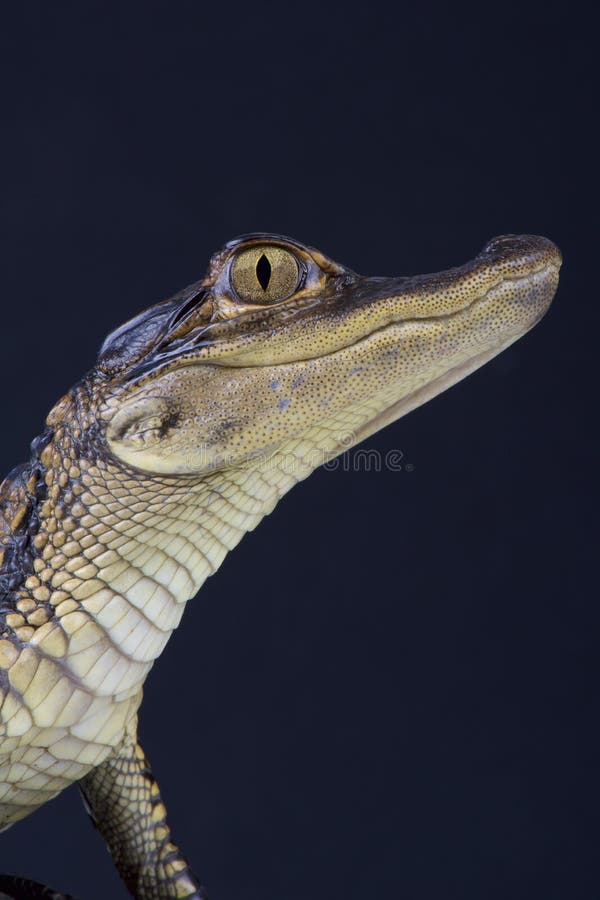 Jacaré Americano, Mississippiensis Do Jacaré Foto de Stock - Imagem de ...