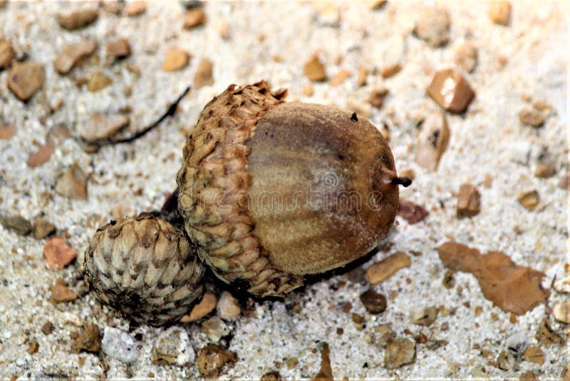 Loneelk Stock Photos - Free & Royalty-Free Stock Photos from Dreamstime