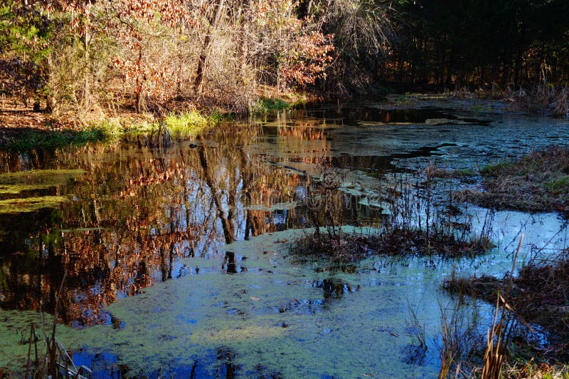 Missouri Pond in Fall stock photo. Image of lake, wetlands - 62972810