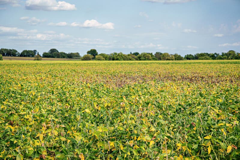Soy bean field stock photo. Image of countryside, growing - 43153236