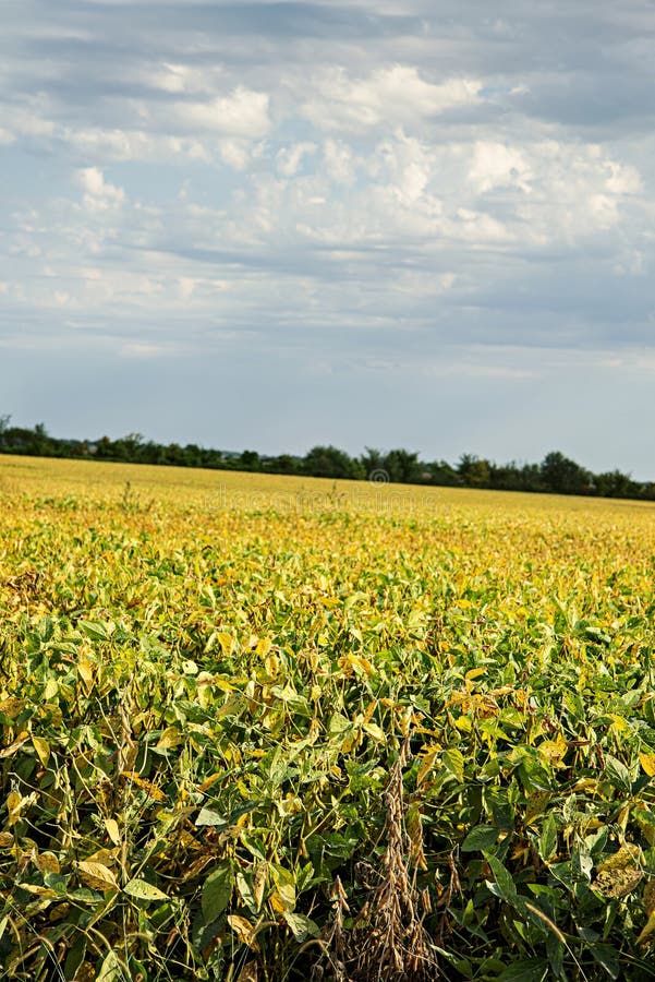 Soy bean field stock photo. Image of countryside, growing - 43153236