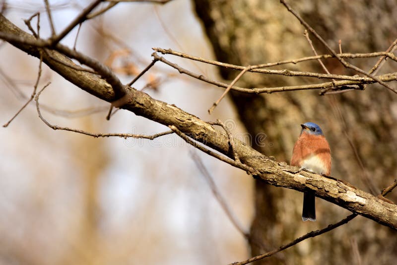 Missouri State Bird stock image. Image of watching, bluebird - 141046107