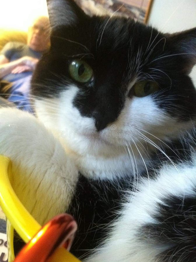 Missy stock photo. Image of missy, lazy, cute - 103652172