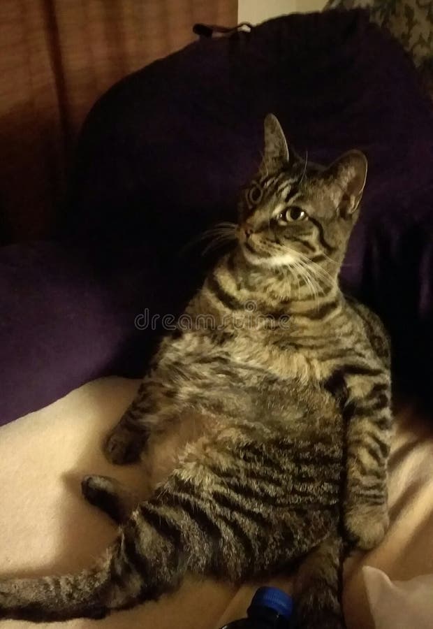 Missy stock image. Image of missy, cute, funny - 102394987