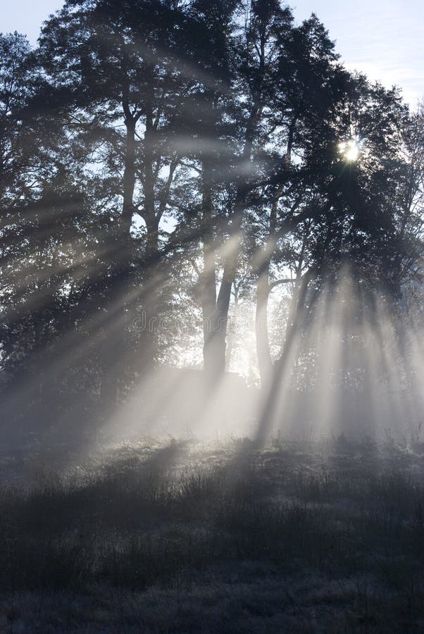 Mist stock photo. Image of trees, nature, mystic, branch - 11550000