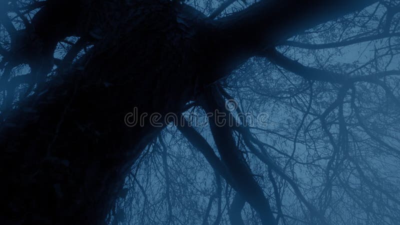Mist Around Creepy Dark Tree Moving Shot Stock Video - Video of misty ...