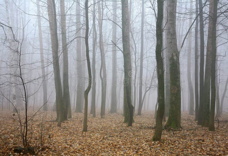 Mist autumn forest stock image. Image of morning, grove - 46517087
