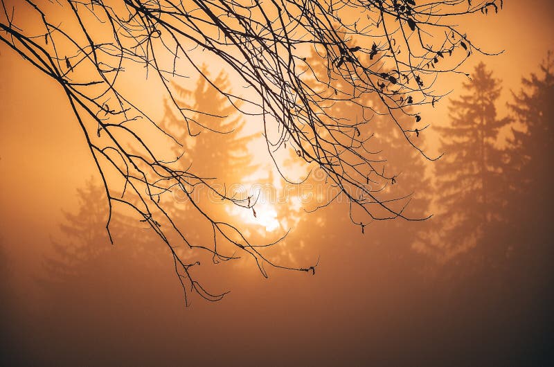 Mist in Autumn Morning with Brown Branch of Tree Stock Photo - Image of ...