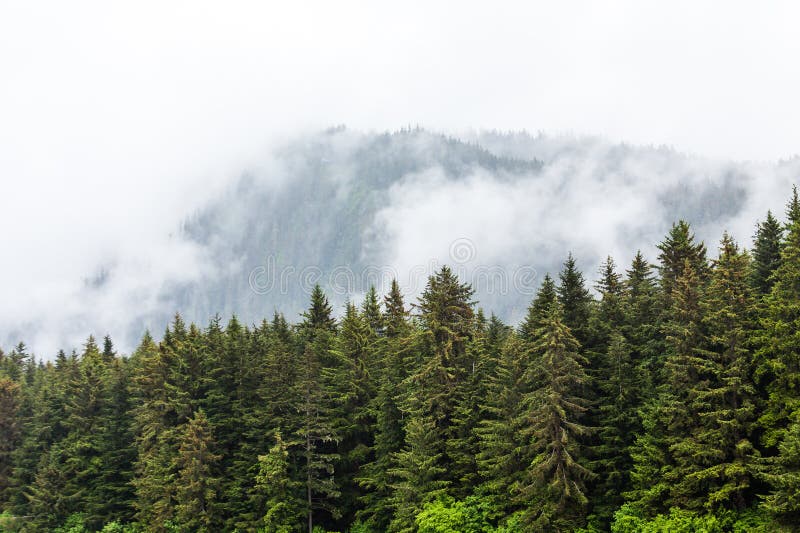 Mist Beyond Alaskan Evergreens Stock Photos - Free & Royalty-Free Stock ...