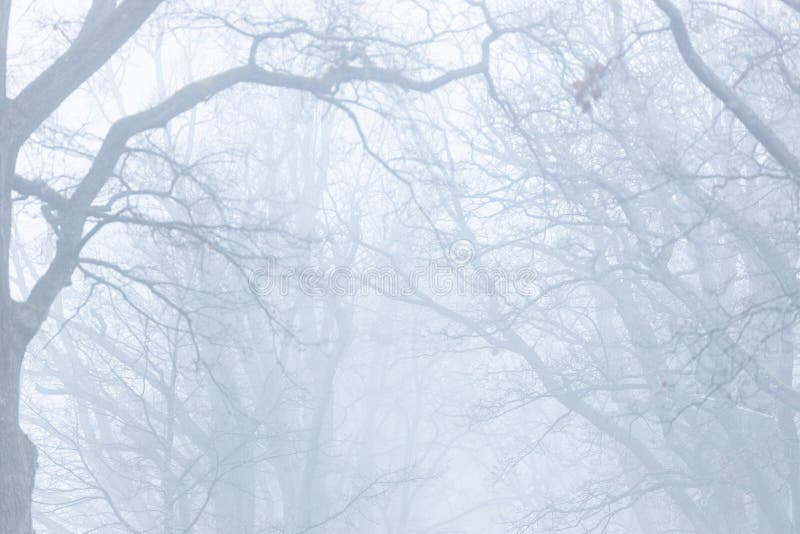 Mist-clad Bare Trees in an Empty Public Park Stock Image - Image of ...