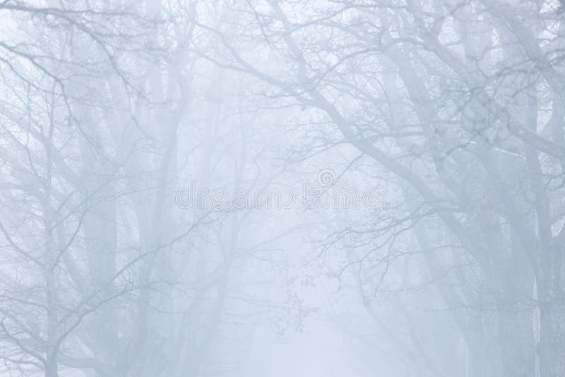 Mist-clad Bare Trees in an Empty Public Park Stock Image - Image of ...