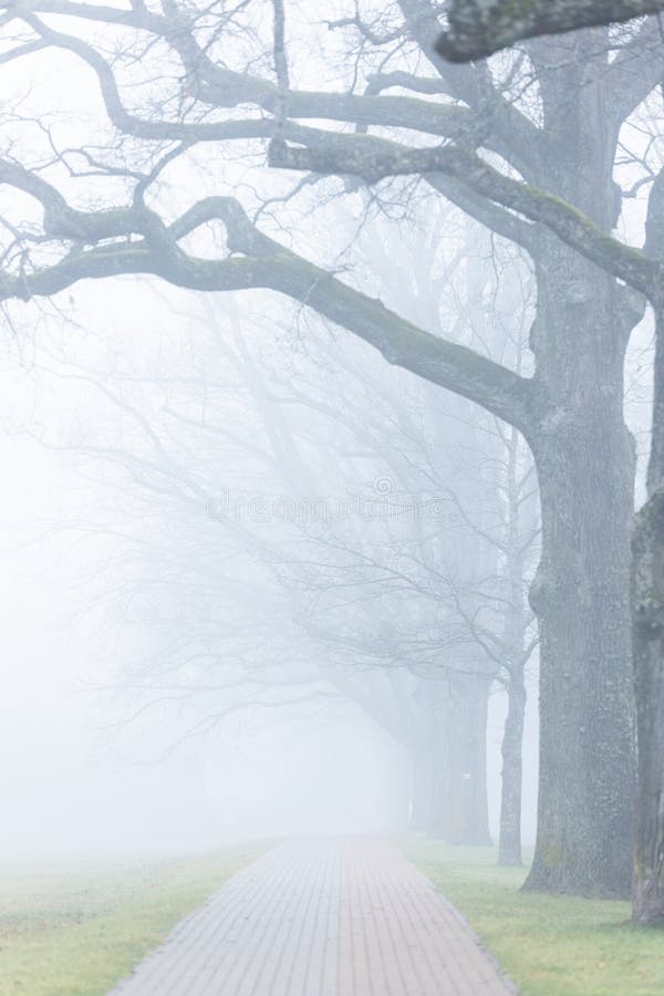 Mist-clad Bare Trees in an Empty Public Park Stock Photo - Image of ...