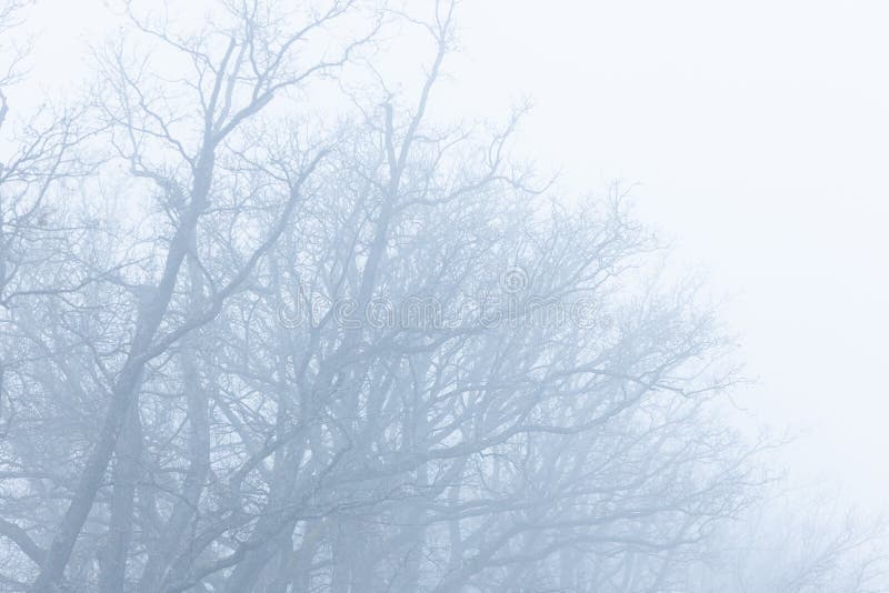 Mist-clad Bare Trees in an Empty Public Park Stock Image - Image of ...