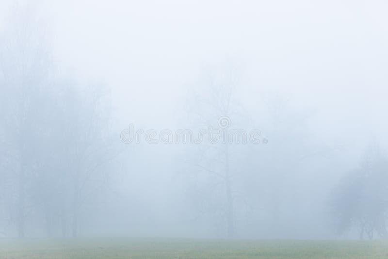 Mist-clad Bare Trees in an Empty Public Park Stock Image - Image of ...