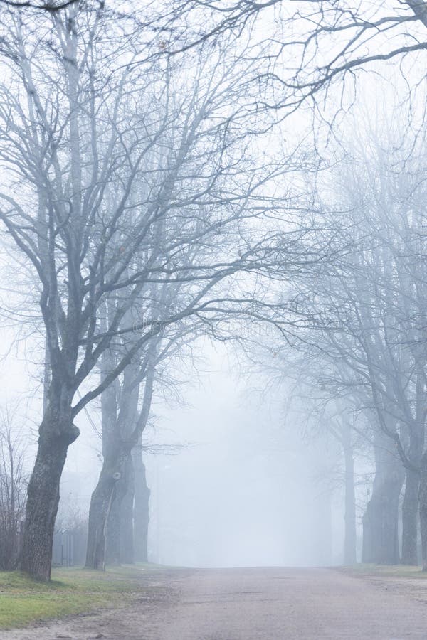 Mist-clad Bare Trees in an Empty Public Park Stock Photo - Image of ...
