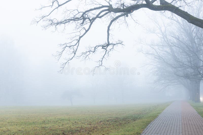 Mist-clad Bare Trees in an Empty Public Park Stock Photo - Image of ...