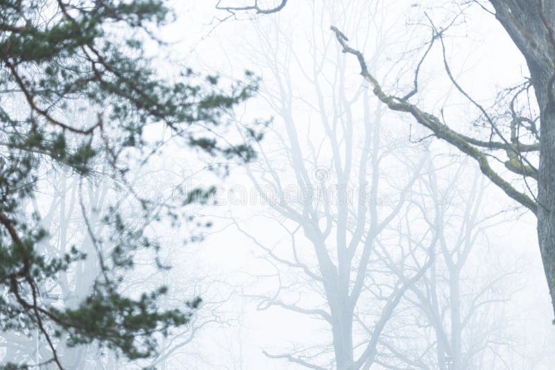 Mist-clad Bare Trees in an Empty Public Park Stock Image - Image of ...
