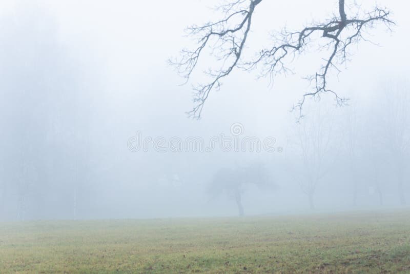 Mist-clad Bare Trees in an Empty Public Park Stock Image - Image of ...
