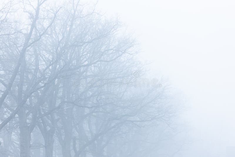 Mist-clad Bare Trees in an Empty Public Park Stock Image - Image of ...